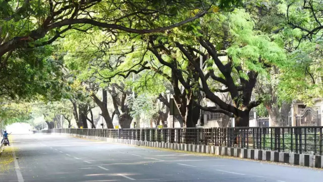 Current Tree Census of Bangalore starts today, let's wait and see how ...